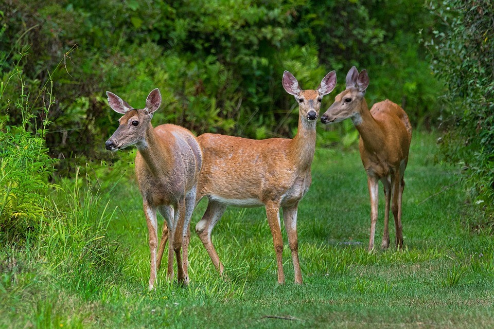 Michigan Firearm Deer Hunting Season Underway Saturday - WTHD